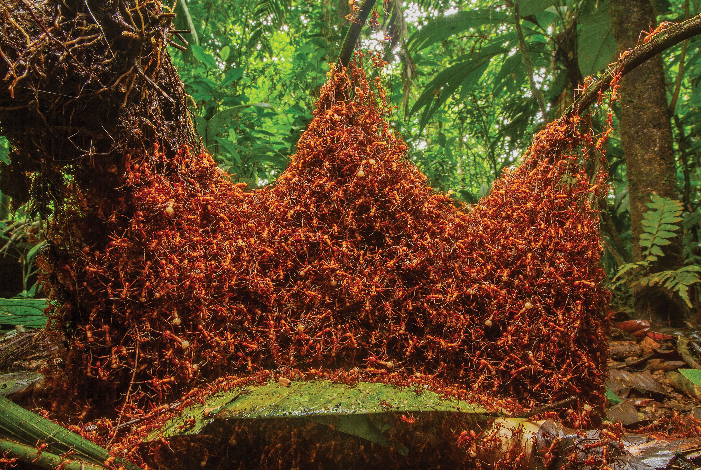 Out of the jungle, onto the art scene : Seek