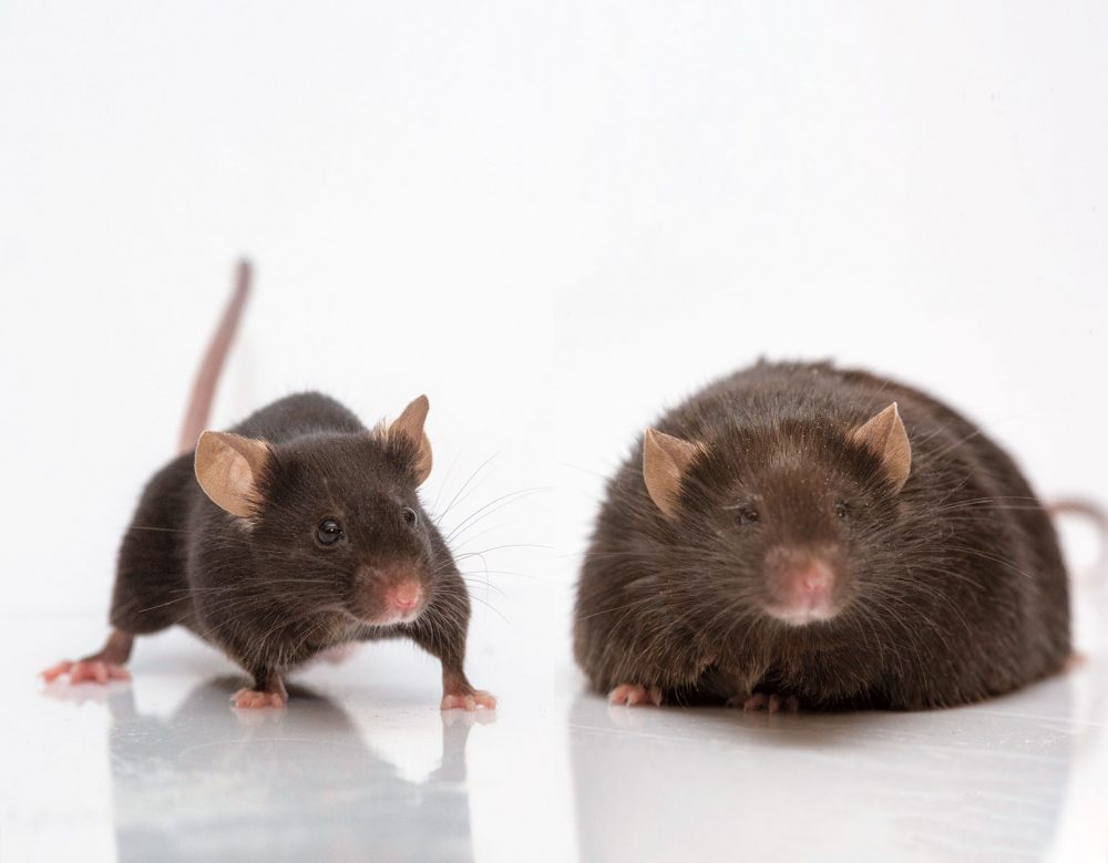 Fat, miscalibrated - Seek : Seek