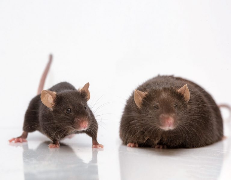 Fat, miscalibrated : Seek