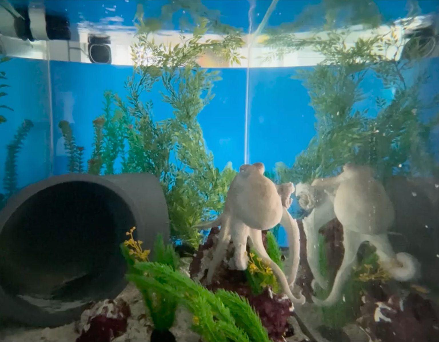 The octopus examination room - Seek : Seek