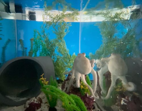 The octopus examination room - Seek : Seek